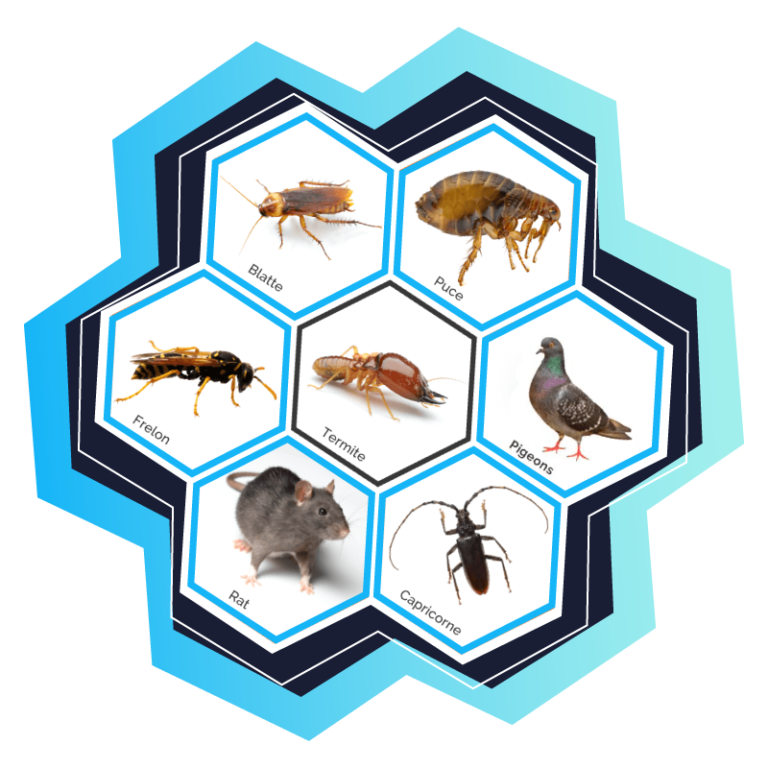 Désinsectisation Tunisie : Société anti insectes n°1 - Expert Nuisible